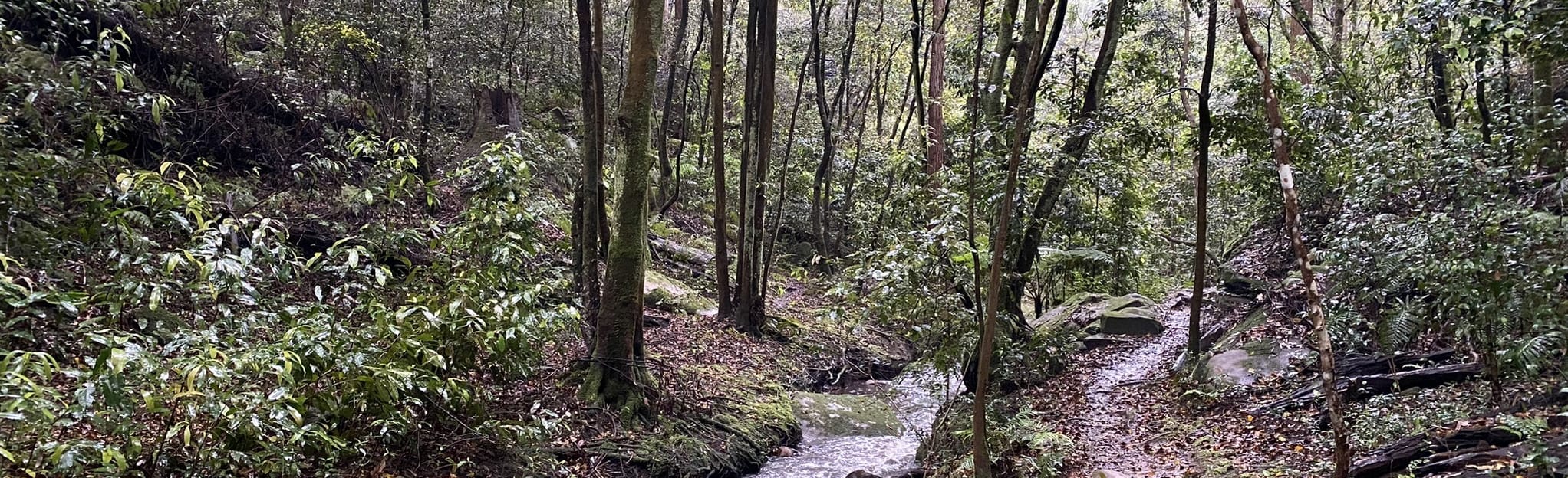 Ferndale Walk Track, New South Wales, Australia - 82 Reviews, Map ...