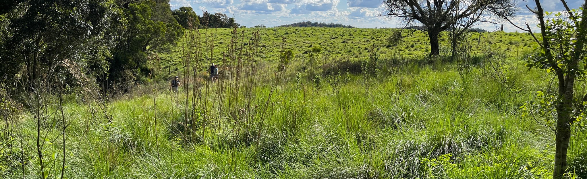 Cunjevoi Waterfall Circuit, Queensland, Australia - 28 Reviews, Map ...