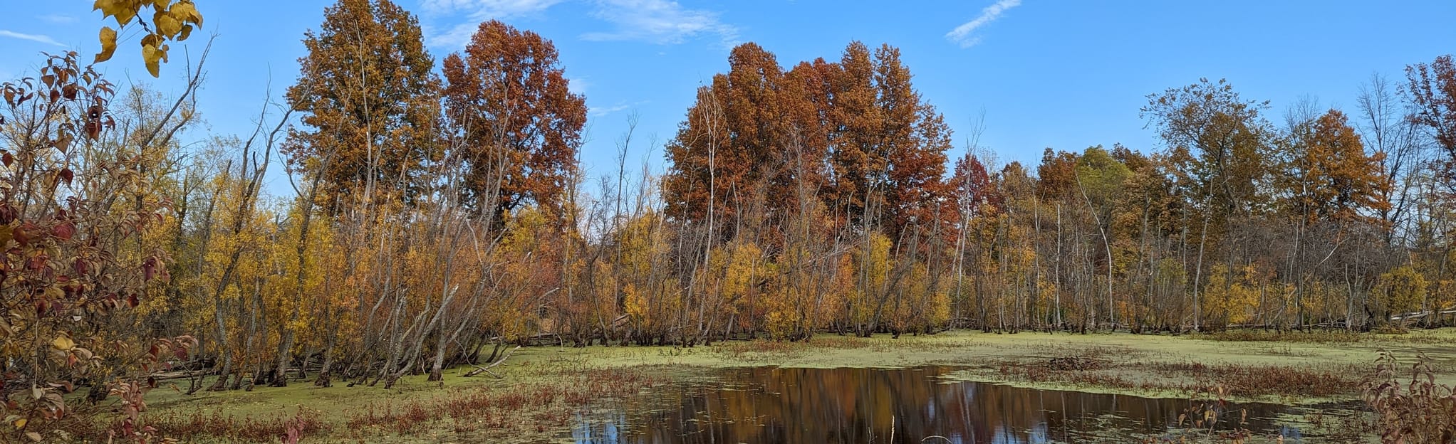 Hillman Marsh Shorebird Cell, Ontario, Canada - 22 Reviews, Map | AllTrails