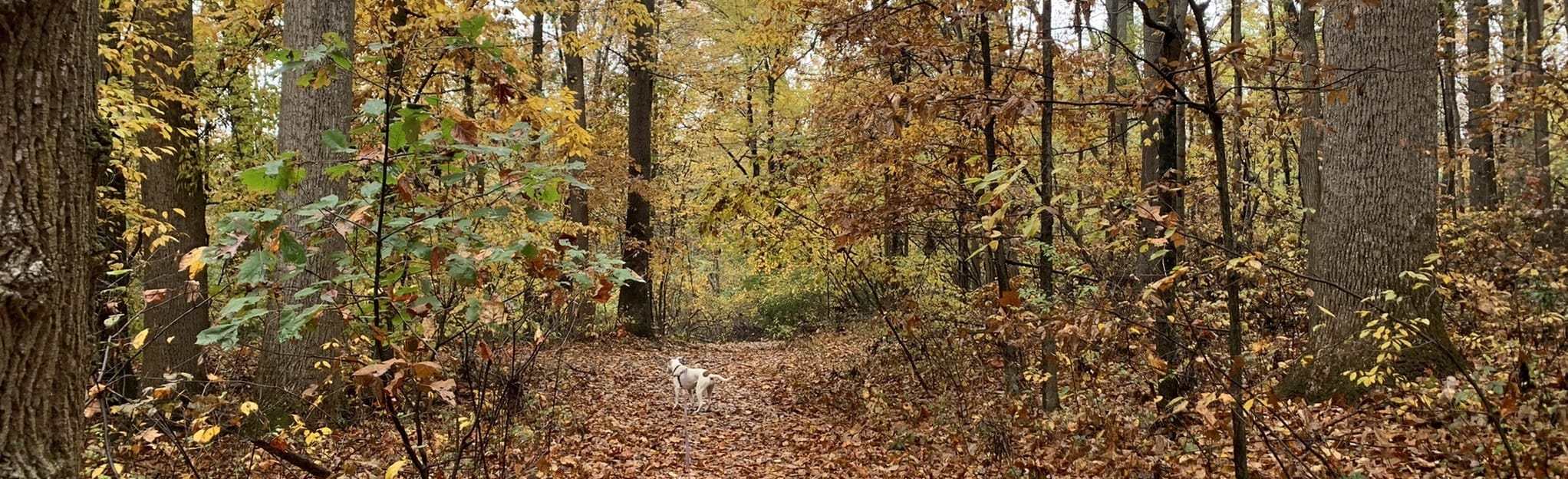 Bear Branch Vista Trail Loop, Maryland - 481 Reviews, Map | AllTrails