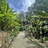 Penang Hill via Moongate - Wild Boar - Moniot, Penang, Malaysia - 229 ...