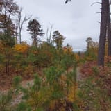 Buck Ridge Trail, Pennsylvania - 144 Reviews, Map | AllTrails