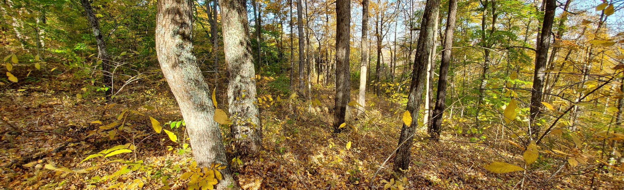 Wetland and Dickerson Loop, Kentucky - Map, Guide | AllTrails
