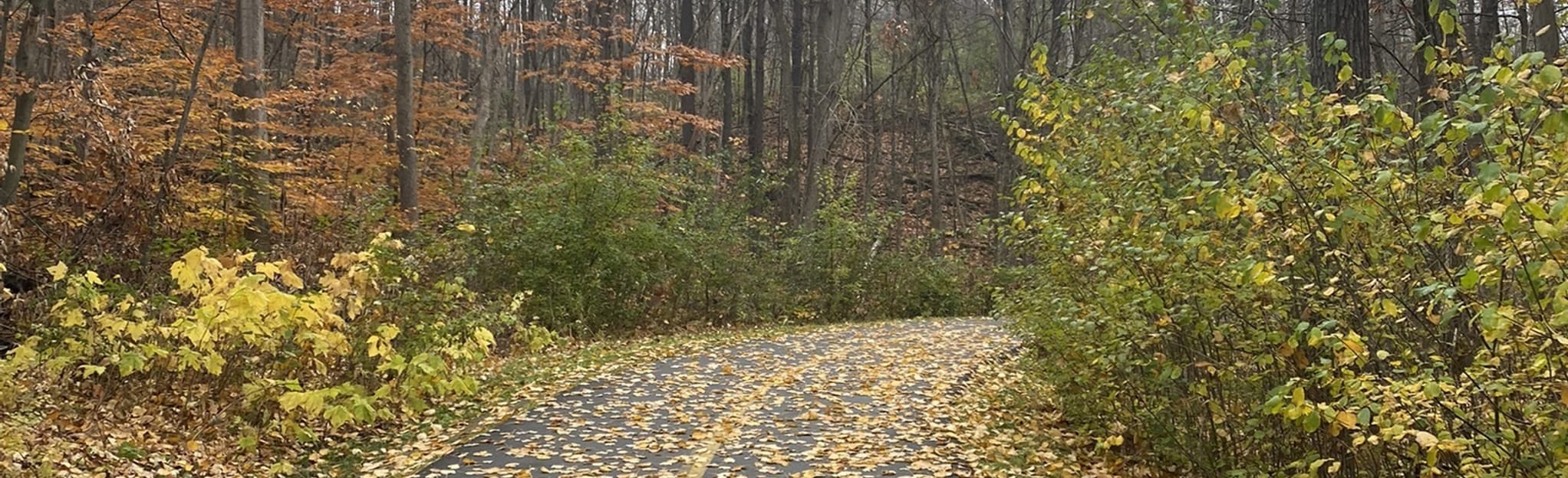 Ruisseau Leamy Trail: 85 Reviews, Map - Quebec, Canada | AllTrails
