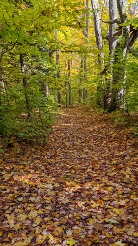 Best Hikes and Trails in Allan and Virginia McCune Nature Preserve ...