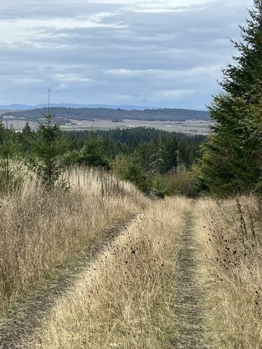 Best Hikes and Trails in Dunn State Forest | AllTrails