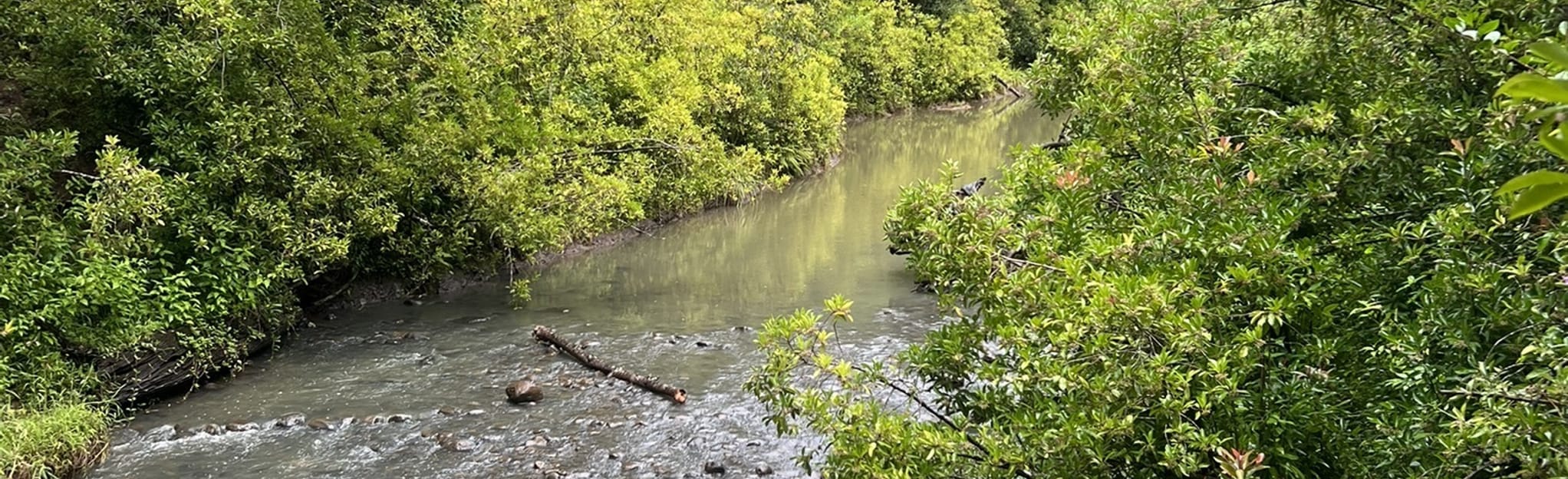 Wahiawa Hills Trail - Oahu, Hawaii | AllTrails