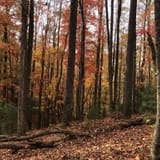 Lost Cove Trail, North Carolina - 212 Reviews, Map | AllTrails