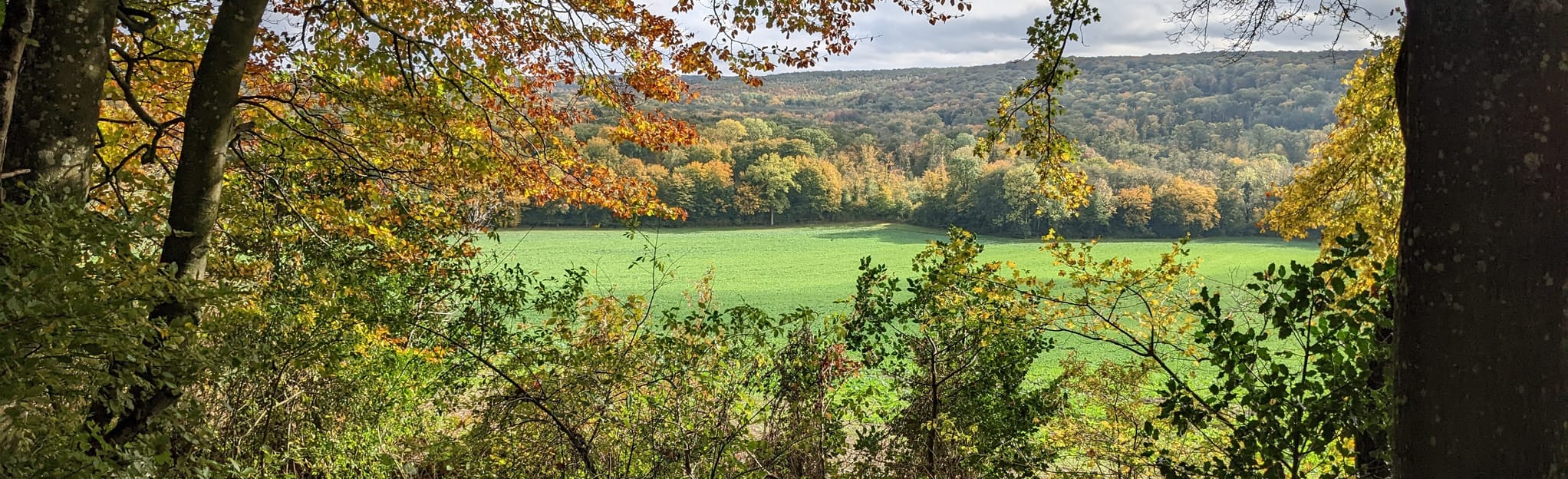 Sermiers - Bois Monsieur - Forêt du Chêne à la Vierge: 3 Fotos - Marne ...