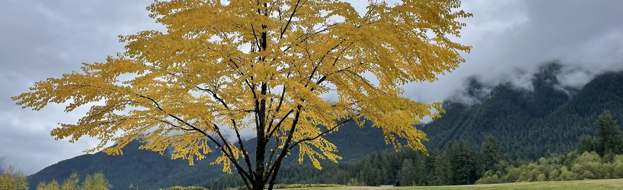 Capilano Canyon and Upper Capilano Pacific Trail Loop - British ...