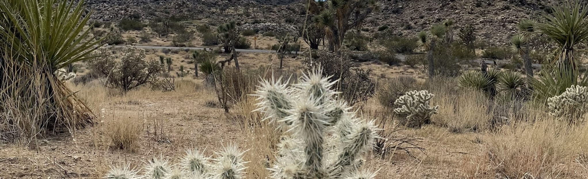 Maze Loop, Window Trail, and North View Loop: 598 Reviews, Map ...