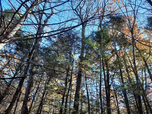 Best Hikes and Trails in Graham Mountain State Forest | AllTrails