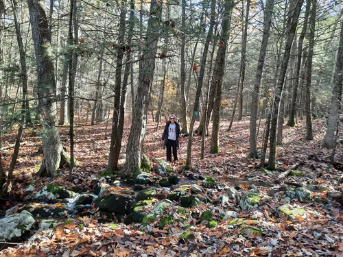 Best Hikes and Trails in Graham Mountain State Forest | AllTrails