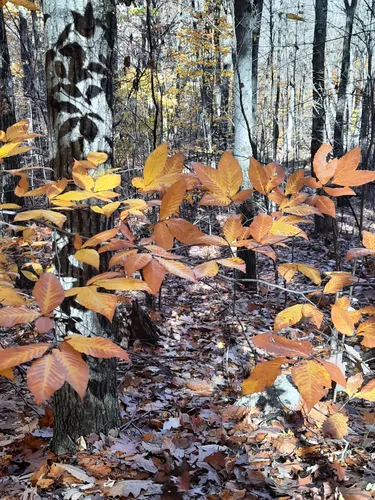 Best Hikes and Trails in Graham Mountain State Forest | AllTrails