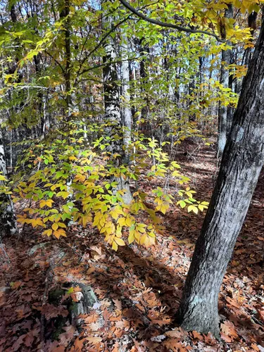 Best Hikes and Trails in Graham Mountain State Forest | AllTrails