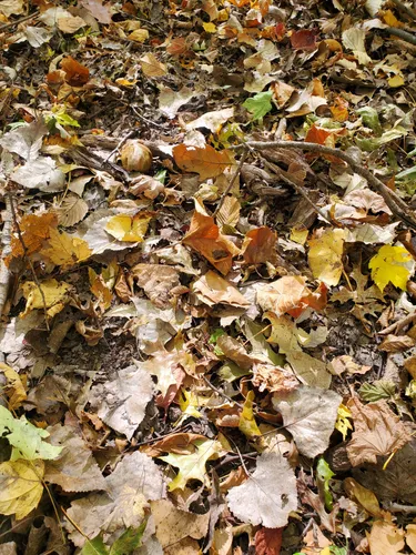 Best Hikes and Trails in Bradner Preserve | AllTrails