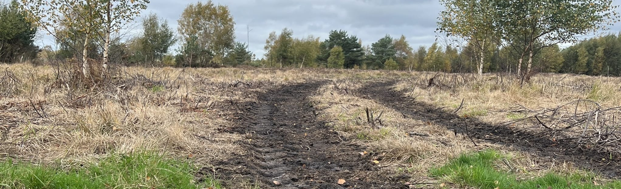 Ludshott Common and Gentles Copse Circular via Lodge Way: 67 Fotos ...