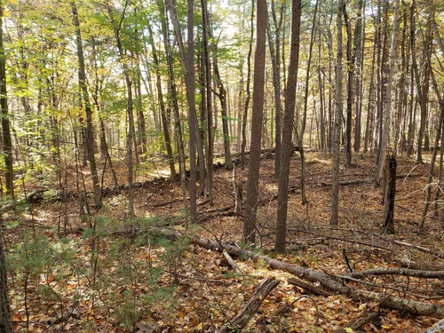 Best Hikes and Trails in Bulette Conservation Land - Town Forest ...