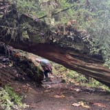 Hurricane Ridge Loop From Port Angeles, Washington - 6 Reviews, Map ...