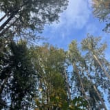 Hurricane Ridge Loop From Port Angeles, Washington - 6 Reviews, Map ...