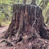 Hurricane Ridge Loop From Port Angeles, Washington - 6 Reviews, Map ...