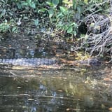 Largo Nature Preserve Loop, Florida - 402 Reviews, Map | AllTrails