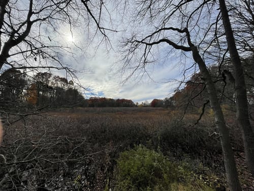 Best Hikes and Trails in Springfield Bog Metro Park | AllTrails