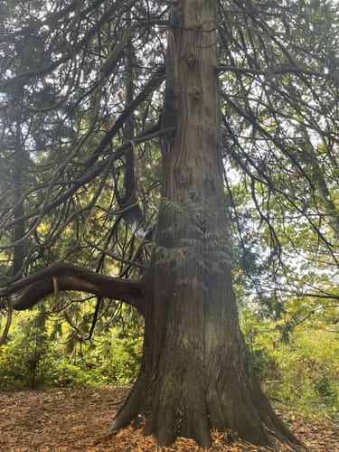 Best Hikes and Trails in Bose Forest Park | AllTrails