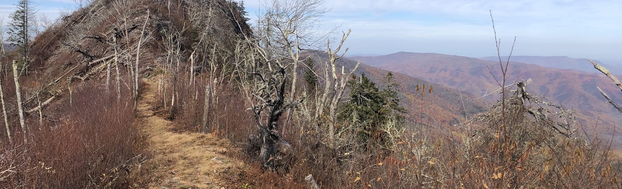 Sugarland Mountain Trail: 128 Reviews, Map - Tennessee | AllTrails