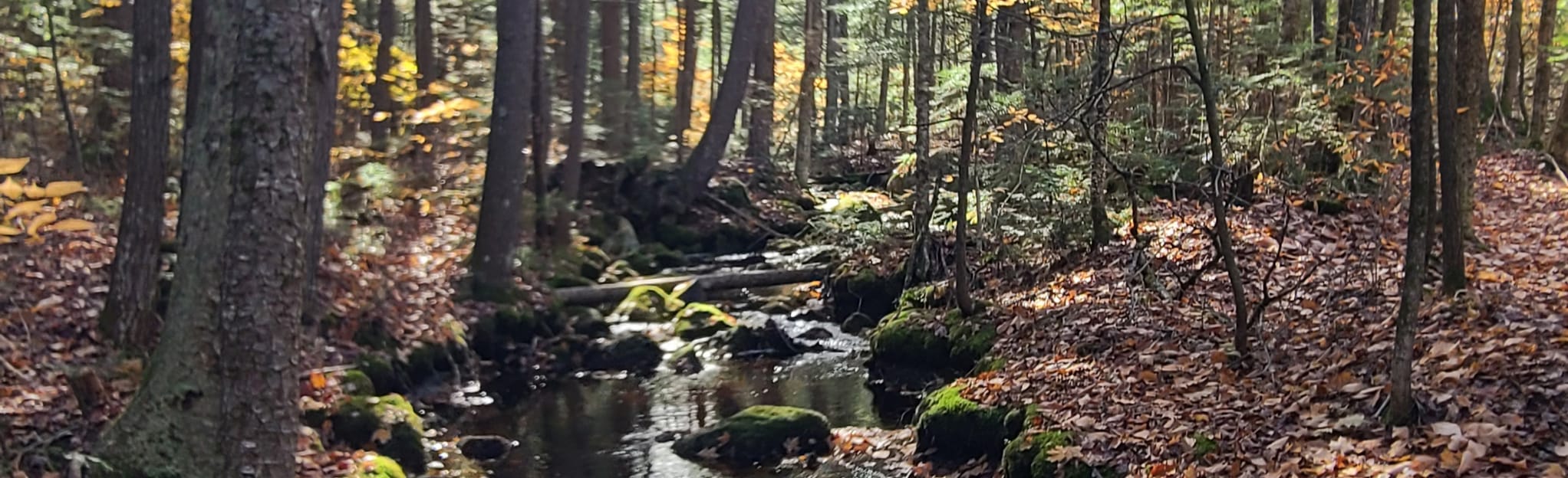 Cotton–Hurd Brook Yellow and Blue Trail Loop | Map, Guide - New ...