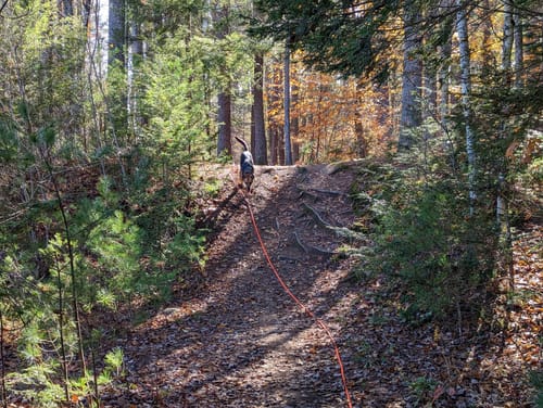 Best Hikes and Trails in Albany Town Forest | AllTrails