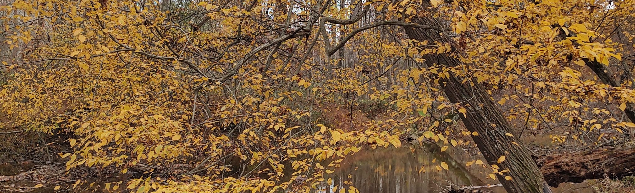 Saw Mill Road West to Loop 2: 171 Reviews, Map - Maryland | AllTrails