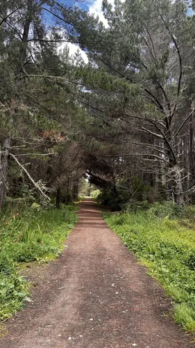 10 Best Hikes and Trails in Riverhead Forest | AllTrails