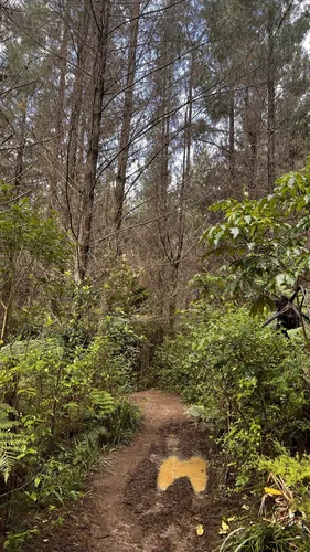 10 Best Hikes and Trails in Riverhead Forest | AllTrails