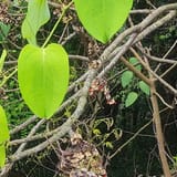 Southern Ridges and Labrador Park Loop, Central, Singapore - 448 ...