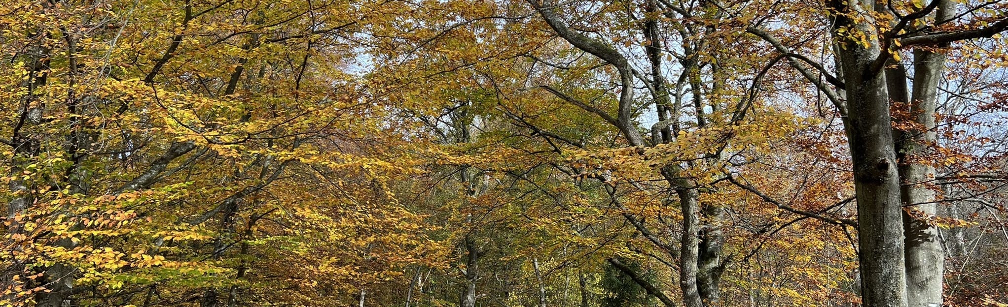 Nos caminhos da floresta de Risen: 5 Fotos - Escânia, Suécia | AllTrails
