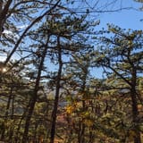Lost Cove Loop Trail (262), North Carolina - 145 Reviews, Map | AllTrails