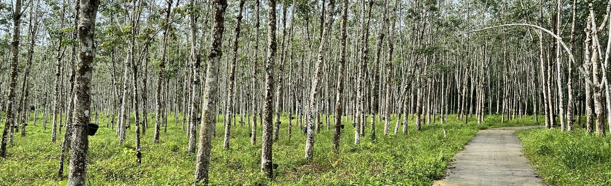 Bukit Wang - Kedah, Malaysia | Wandern | AllTrails