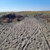 Damon Point State Park Trail, Washington - 476 Reviews, Map | AllTrails