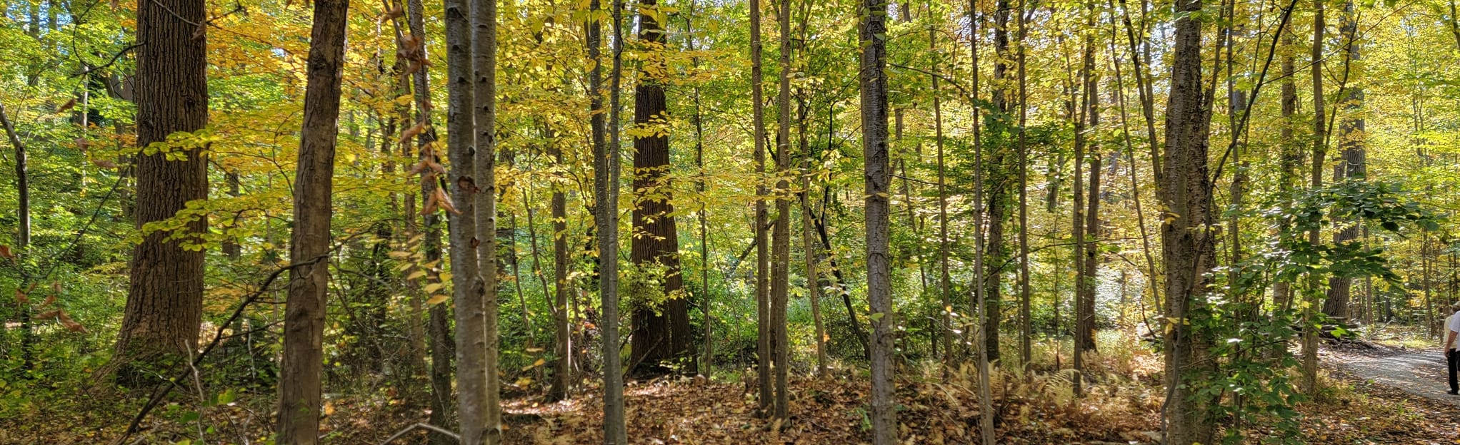 Denbrook Trail, New Jersey - 71 Reviews, Map | AllTrails