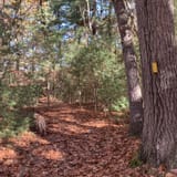 Breakheart Reservation Loop, Massachusetts - 1,024 Reviews, Map | AllTrails