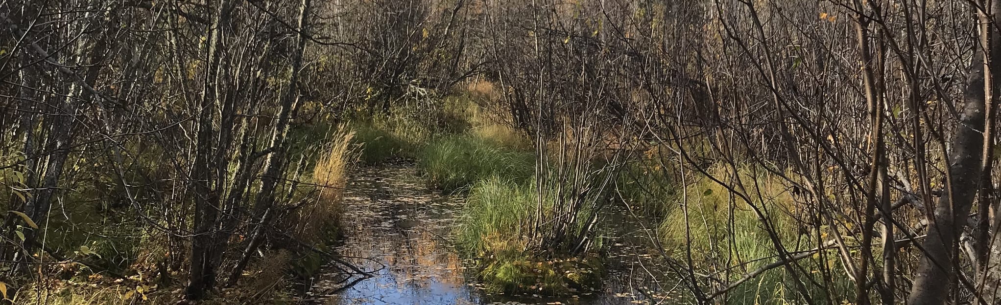 Rosie Creek Uplands Trail System, Alaska - 11 Reviews, Map | AllTrails