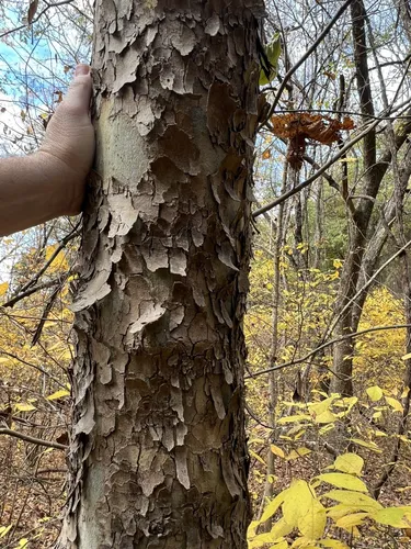 Best Hikes and Trails in Dan Daniel Memorial Park | AllTrails