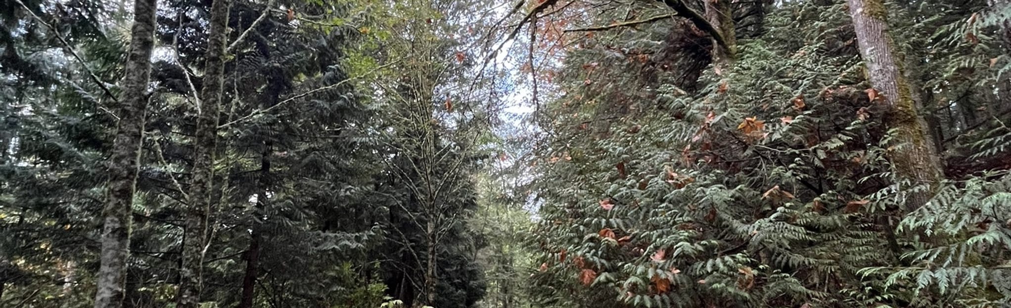 Raptor Ridge Loop: 183 Reviews, Map - Washington | AllTrails