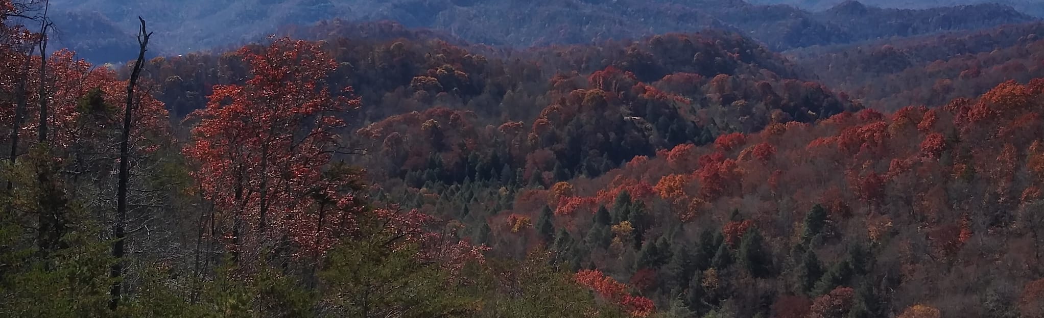 Knobby Rock Trail, Kentucky - 126 Reviews, Map | AllTrails