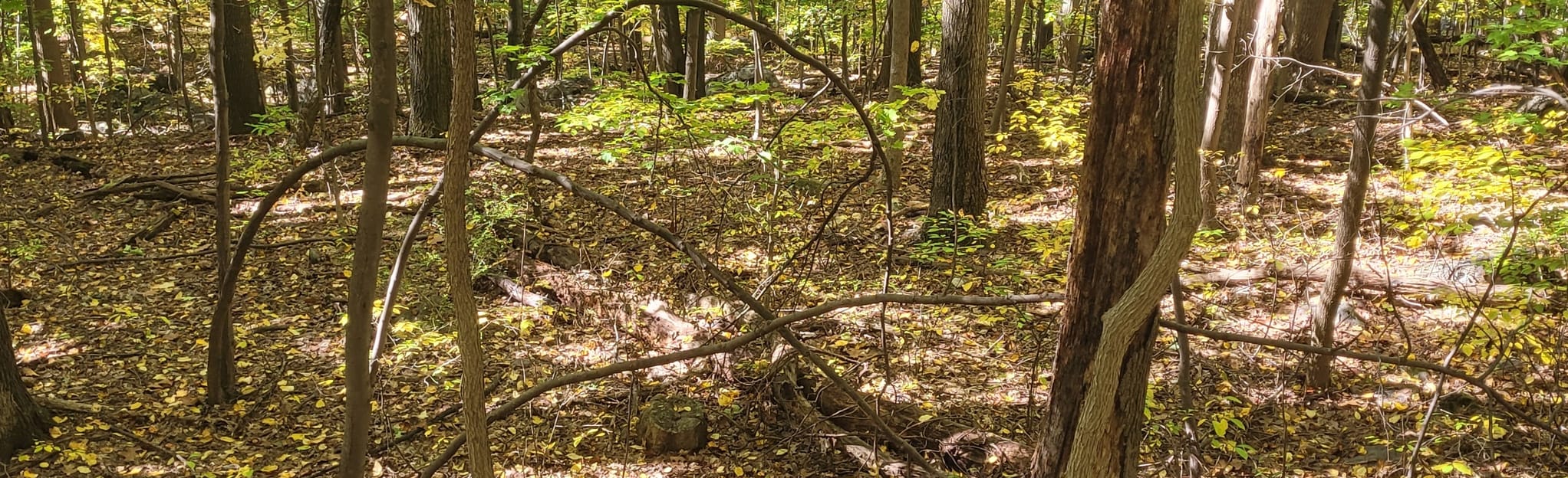 Bug Trail, Pennsylvania - 43 Reviews, Map | AllTrails