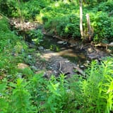 Coates Bluff Nature Trail, Louisiana - 11 Reviews, Map | AllTrails