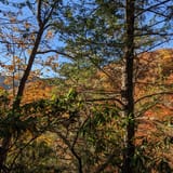 Lost Cove Loop Trail (262), North Carolina - 145 Reviews, Map | AllTrails