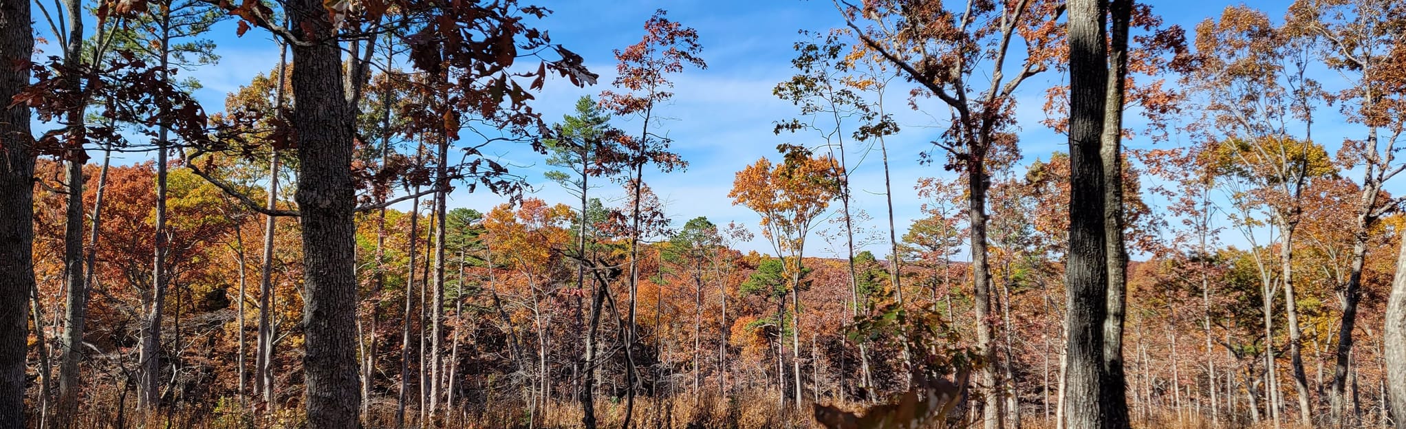 Berryman and Ozark Trail Loop, Missouri - 256 Reviews, Map | AllTrails