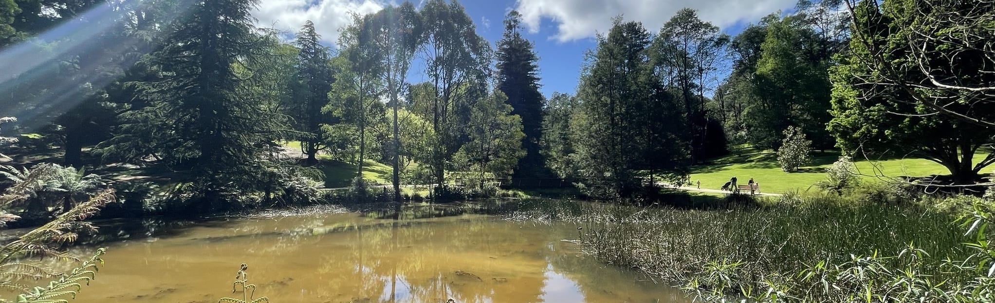 Emerald Lake Park Loop - Victoria, Australia | AllTrails